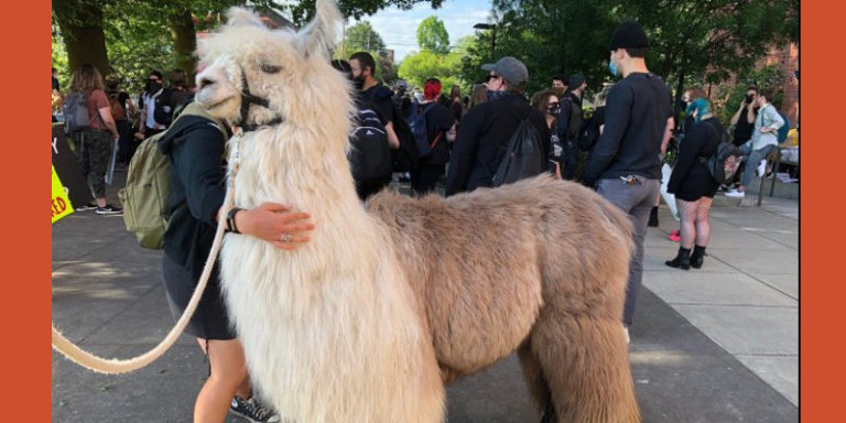 Llama Joins a Peaceful Protest in US, Netizens Call for Dalai Lama ...
